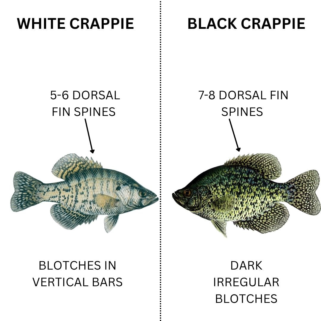 2 Types of Fish : White Crappie vs Black Crappie Which is Which ...
